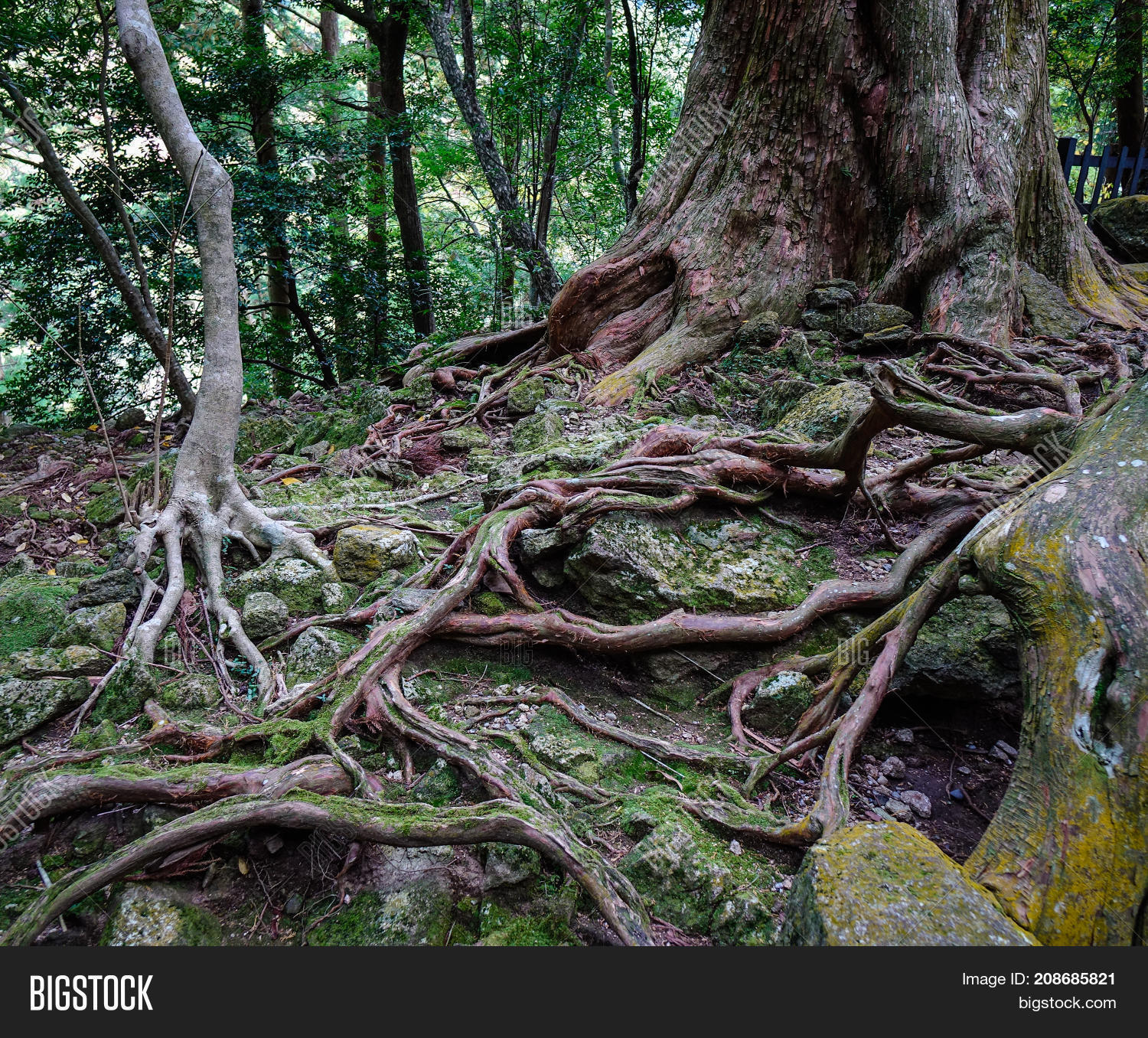 Huge Trees Kumano Kodo Image & Photo (Free Trial) | Bigstock
