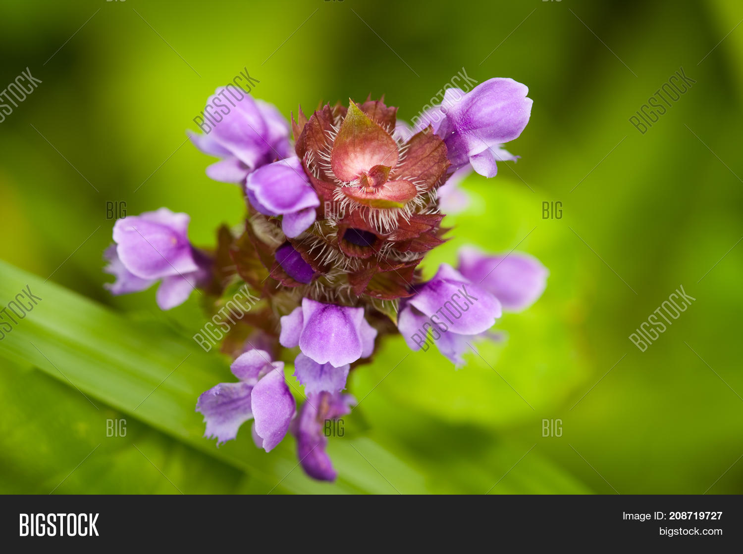 Meadow Flower Prunella Image & Photo (Free Trial) | Bigstock
