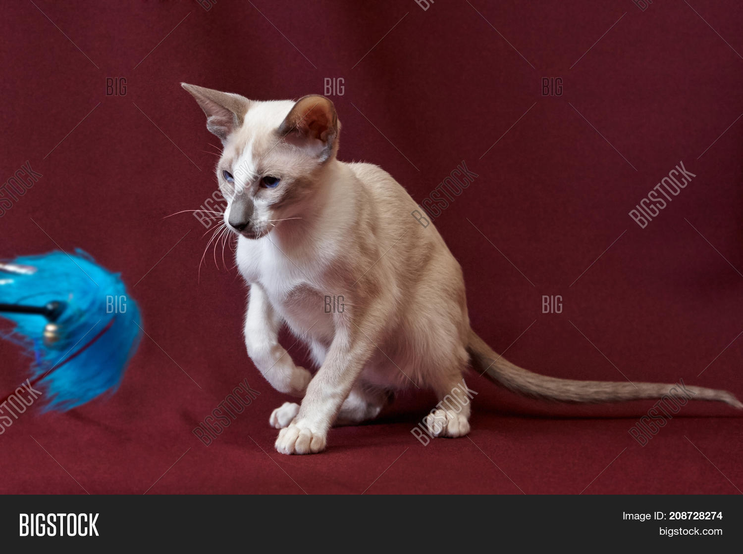 Cat On Podium Cats Image & Photo (Free Trial) | Bigstock