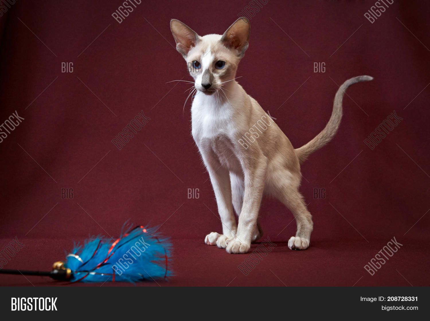 Cat On Podium Cats Image & Photo (Free Trial) | Bigstock