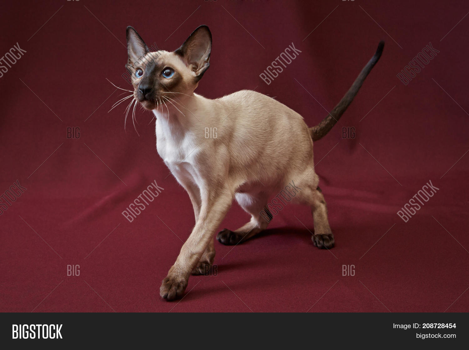 Cat On Podium Cats Image & Photo (Free Trial) | Bigstock