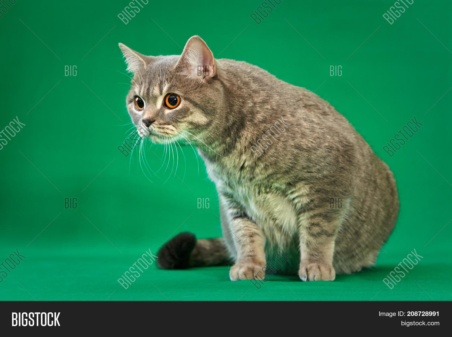 Cat On Podium Cats Image & Photo (Free Trial) | Bigstock