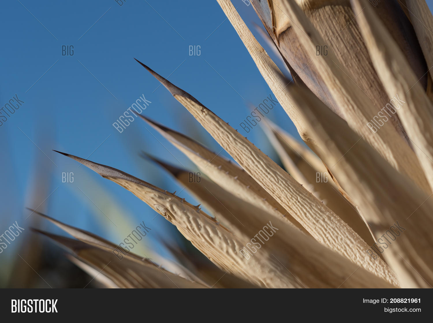Dead Agave Cactus Image & Photo (Free Trial) | Bigstock