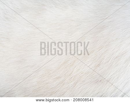 Texture Soft White Cat Image & Photo (Free Trial) | Bigstock