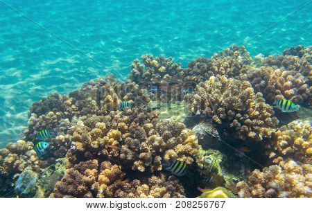 Coral Reef Sand Image & Photo (Free Trial) | Bigstock