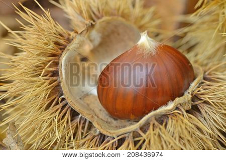 Chestnut Chestnut Bur Image & Photo (Free Trial) | Bigstock