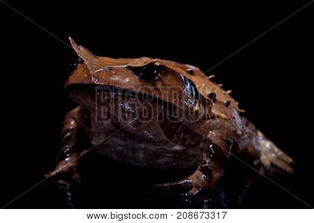 Horned Toad Images, Illustrations & Vectors (Free) - Bigstock