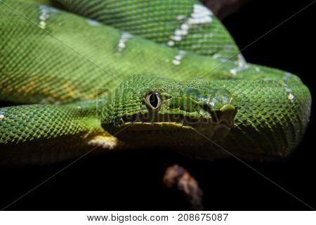 Emerald Tree Boa Image & Photo (Free Trial) | Bigstock