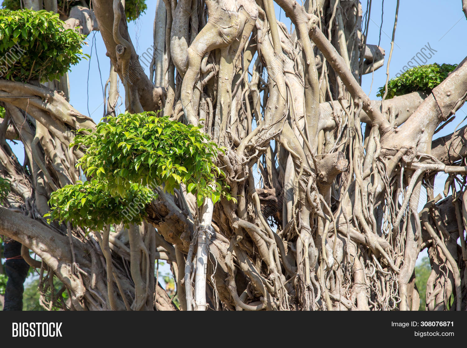 Bodhi Tree Roots Close Image & Photo (Free Trial) | Bigstock
