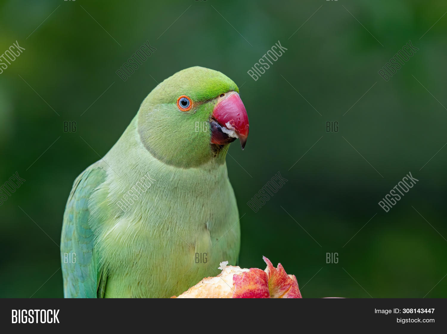 Rose-ringed Parakeet, Image & Photo (Free Trial) | Bigstock