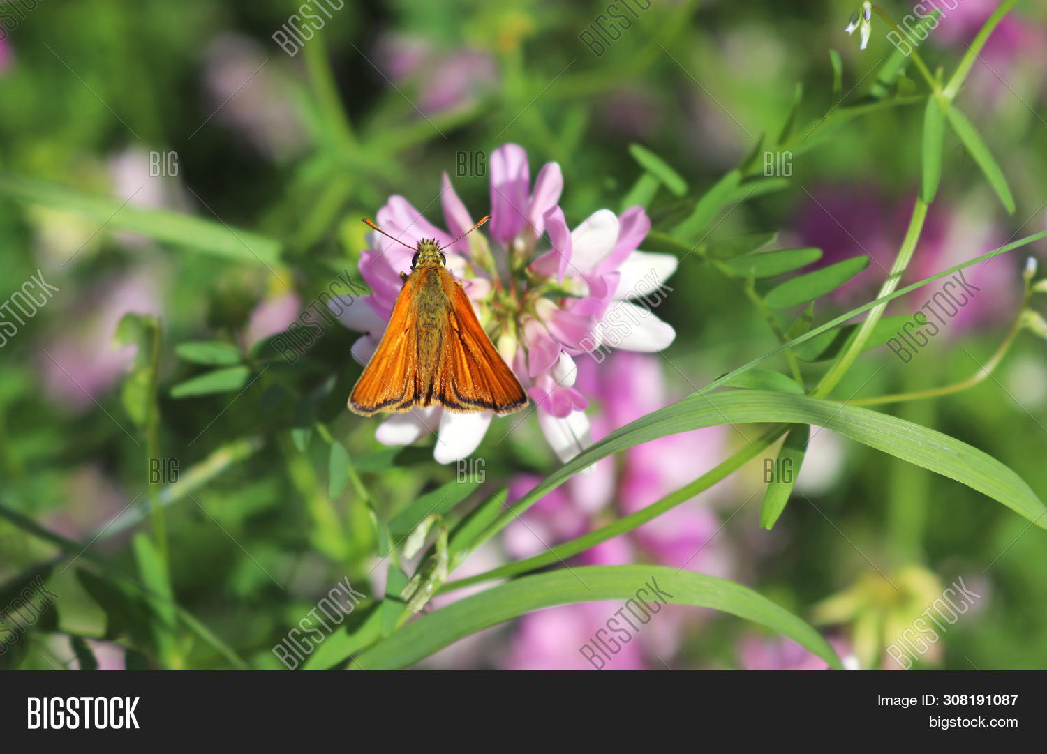 Small Orange Colored Image & Photo (Free Trial) | Bigstock