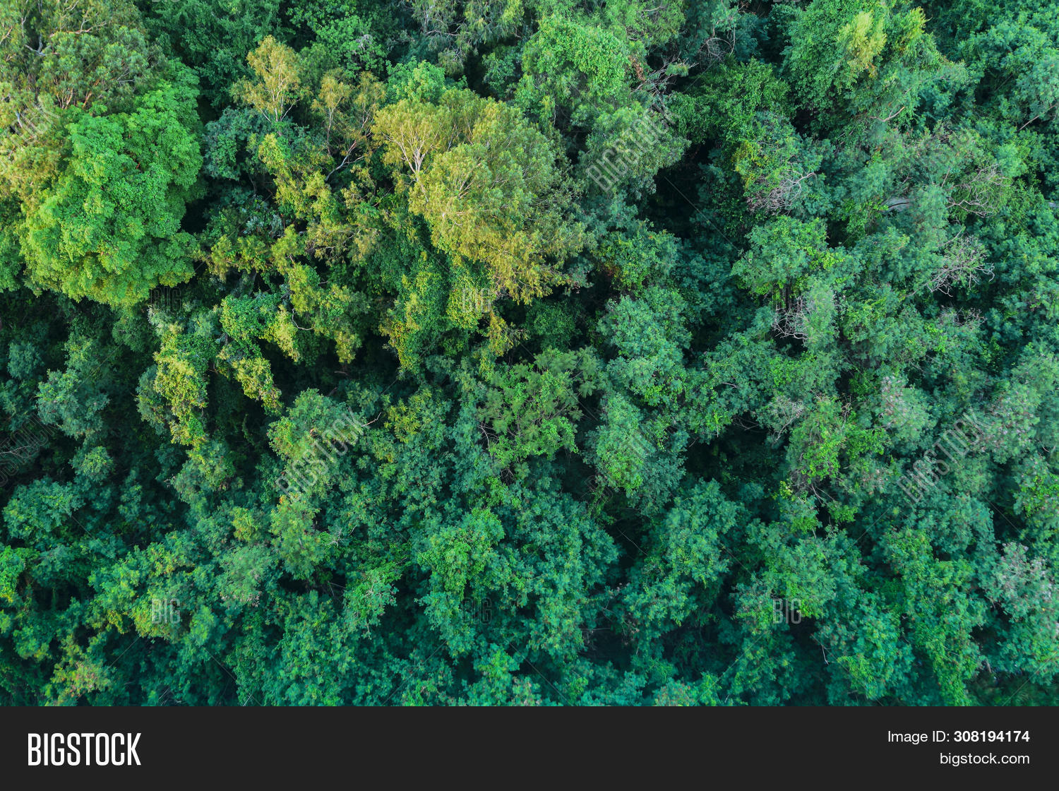 Aerial View Forest Image & Photo (Free Trial) | Bigstock