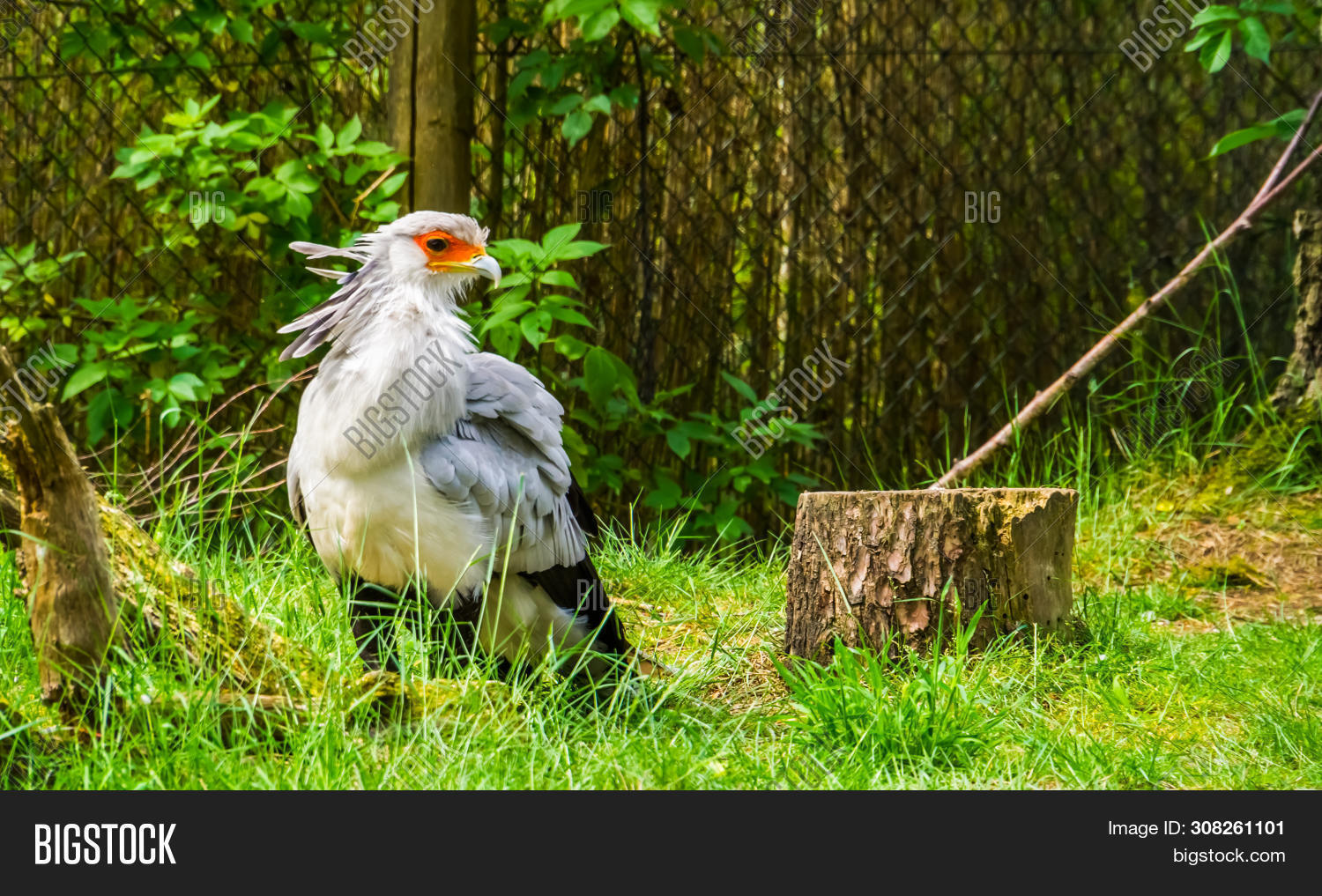 Secretary Bird Closeup Image & Photo (Free Trial) | Bigstock
