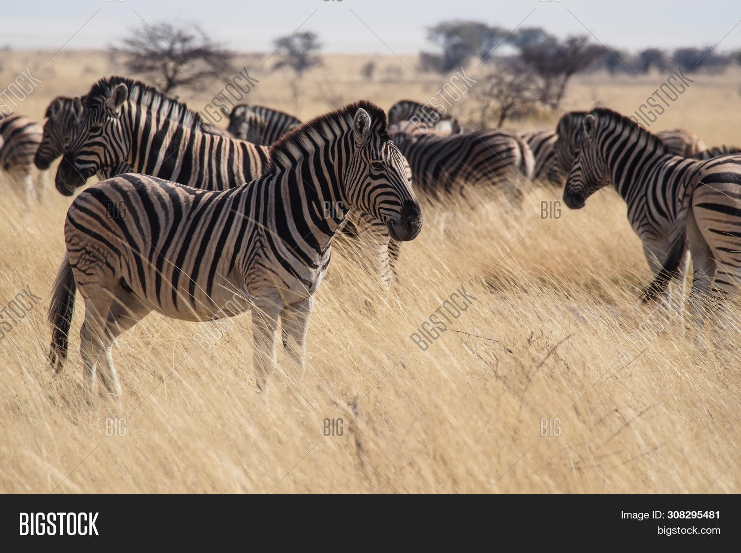 Mountain Zebra, Equus Image & Photo (Free Trial) | Bigstock