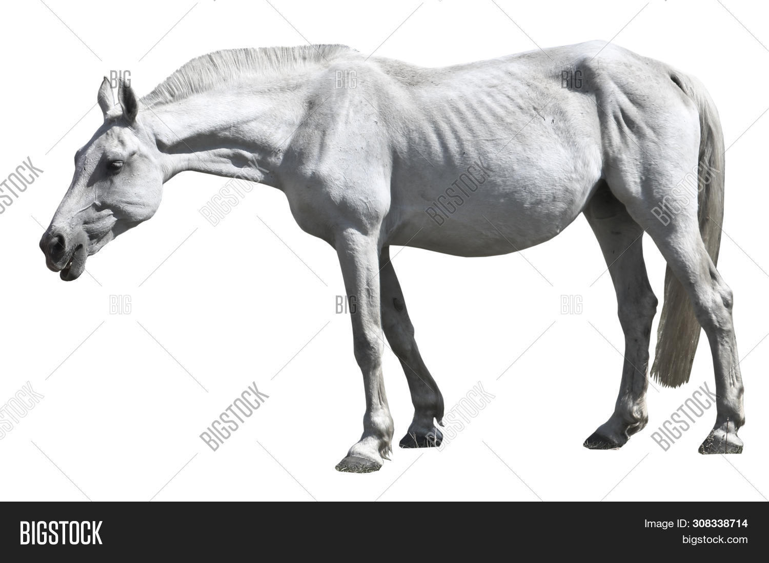 Old White Horse Grazes Image & Photo (Free Trial) | Bigstock