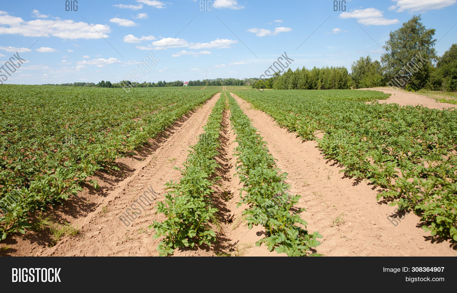 Rows Potatoes On Farm Image & Photo (Free Trial) | Bigstock