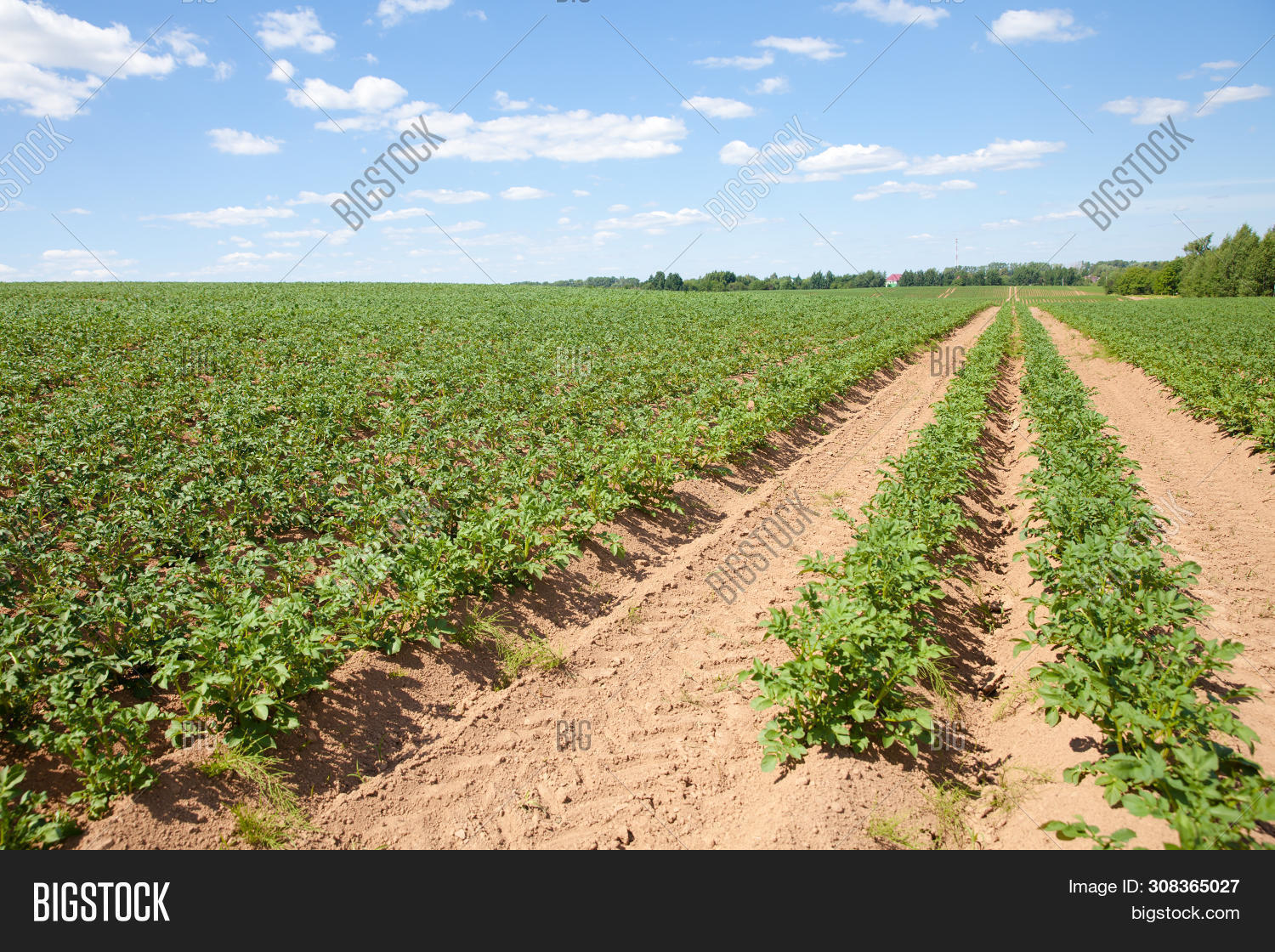 Rows Potatoes On Farm Image & Photo (Free Trial) | Bigstock
