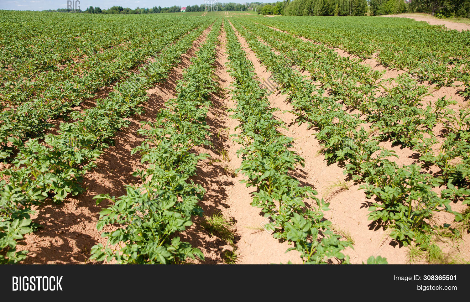 Rows Potatoes On Farm Image & Photo (Free Trial) | Bigstock