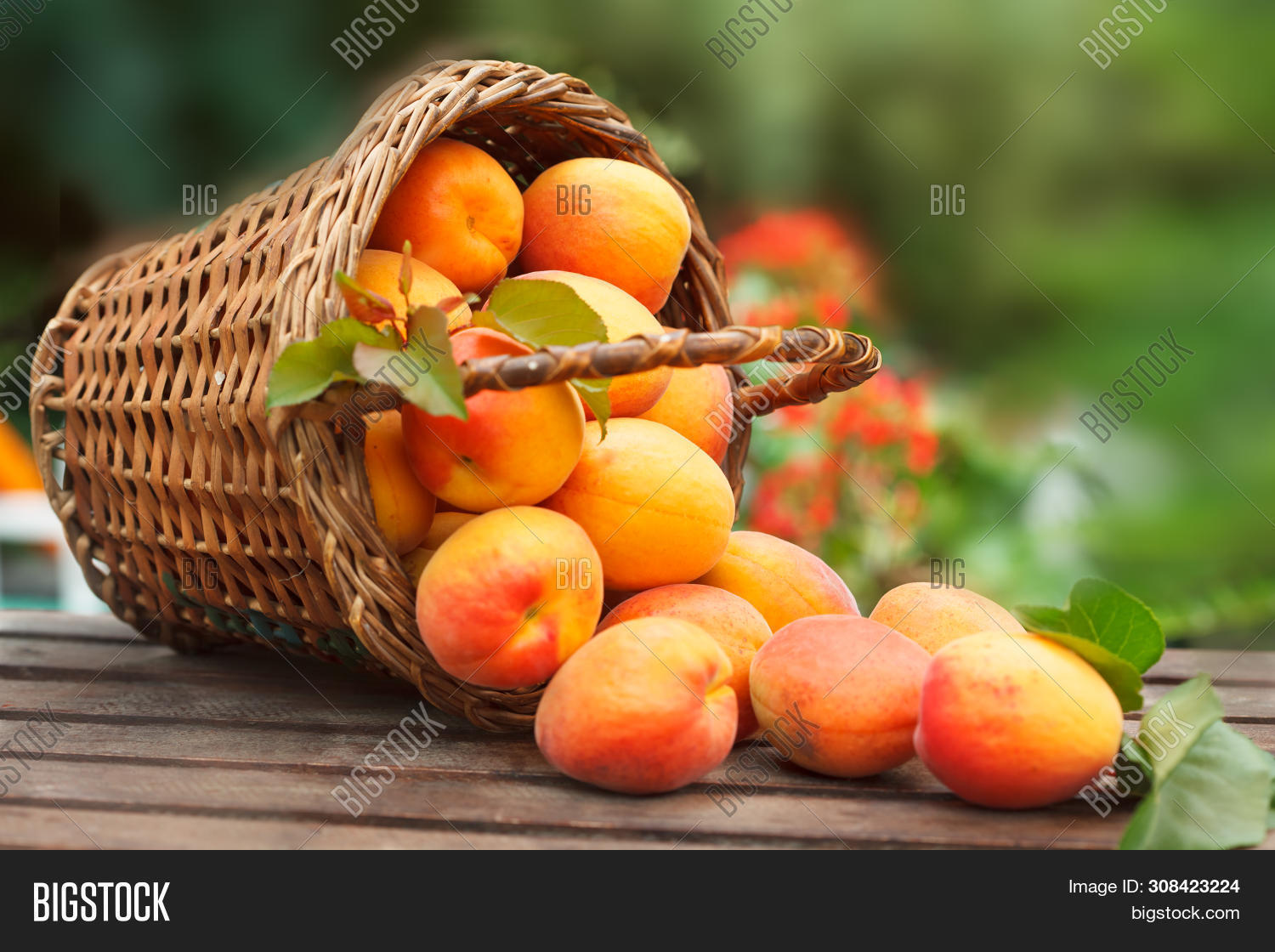 Apricot. Ripe Organic Image & Photo (Free Trial) | Bigstock