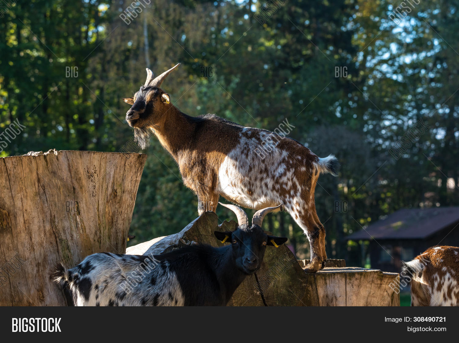 Domestic Goat, Capra Image & Photo (Free Trial) | Bigstock