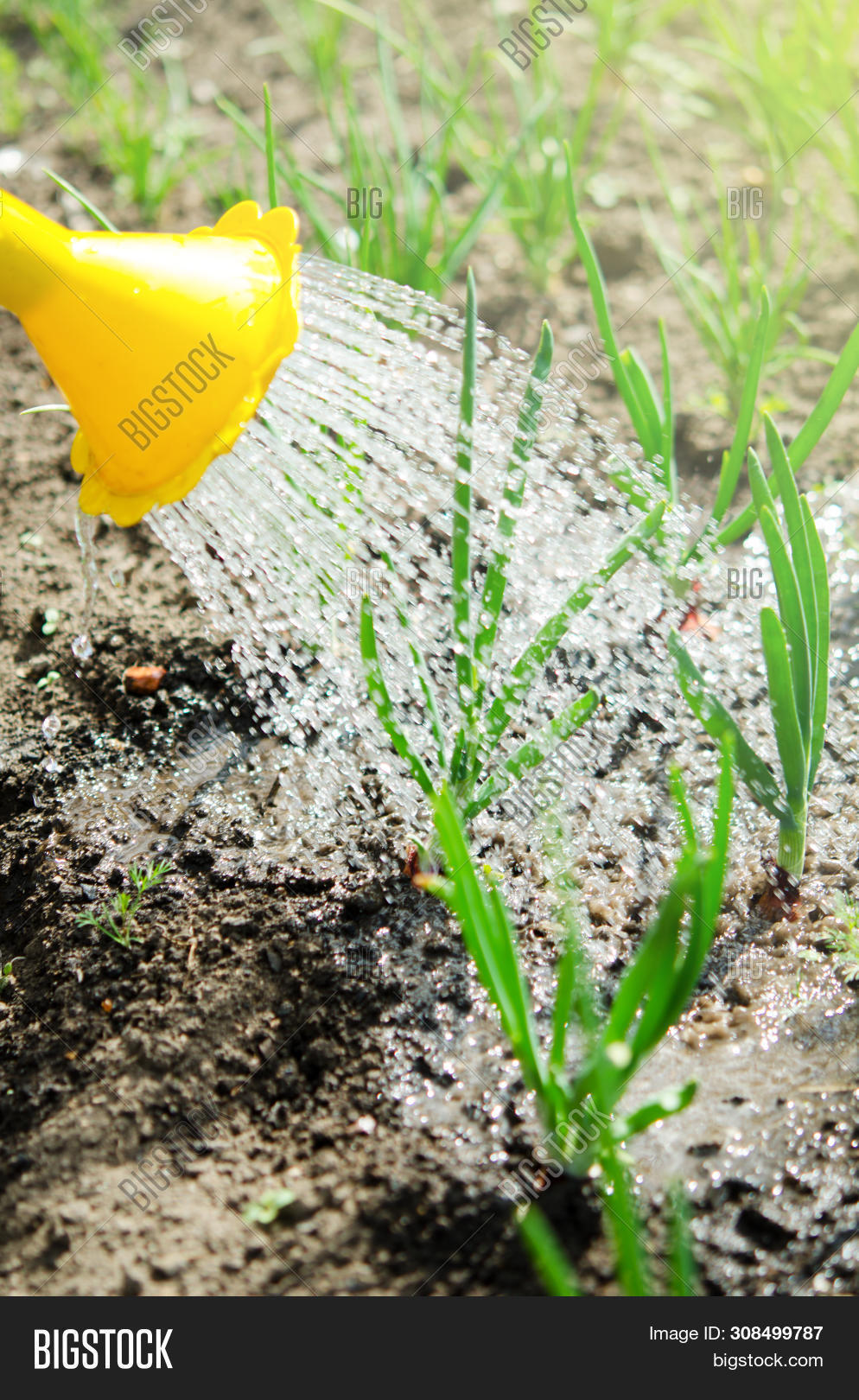 Watering Plants Image & Photo (Free Trial) | Bigstock