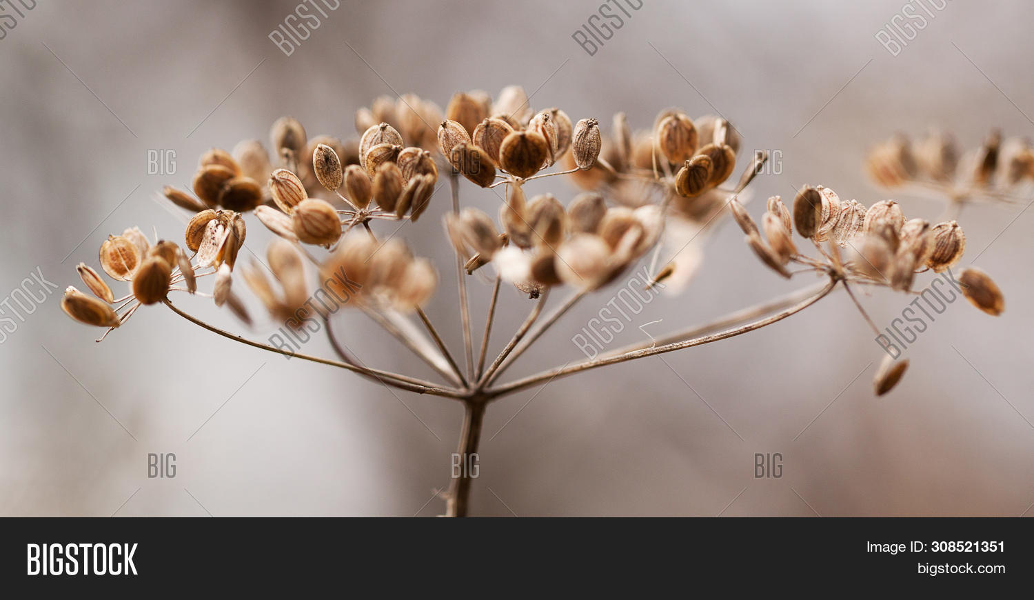 Dry Plant Seeds Image & Photo (Free Trial) | Bigstock