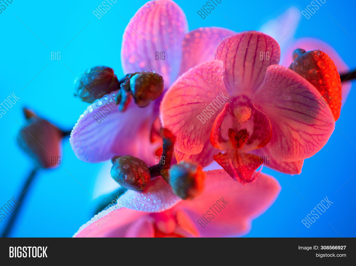 Delicate Pink Orchid Image & Photo (Free Trial) | Bigstock