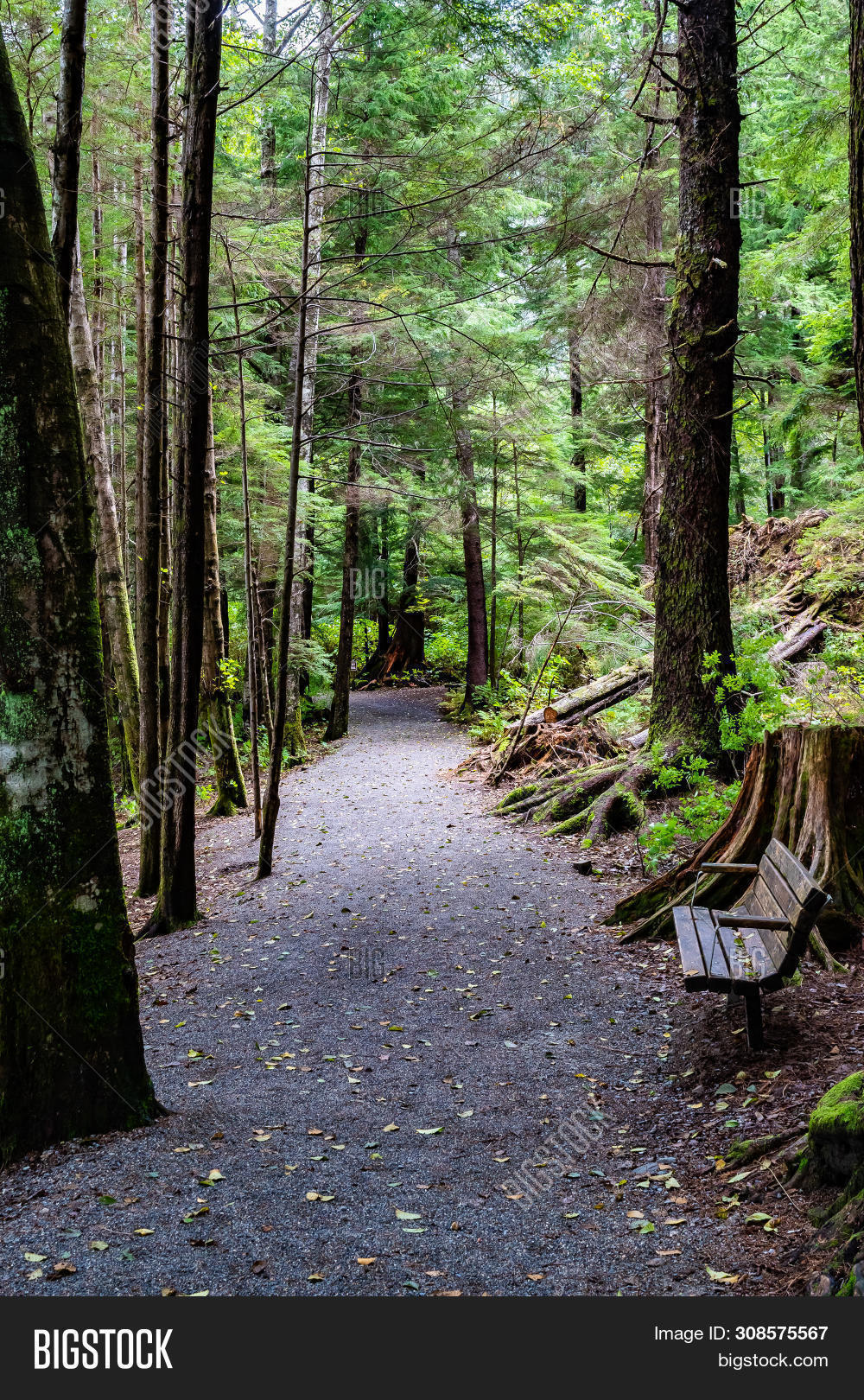 Empty Foot Path Trail Image & Photo (Free Trial) | Bigstock