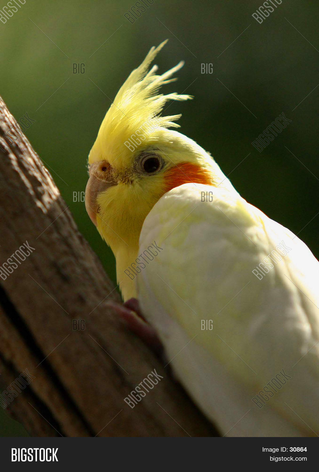 Yellow Cockatiel Image & Photo (Free Trial) | Bigstock