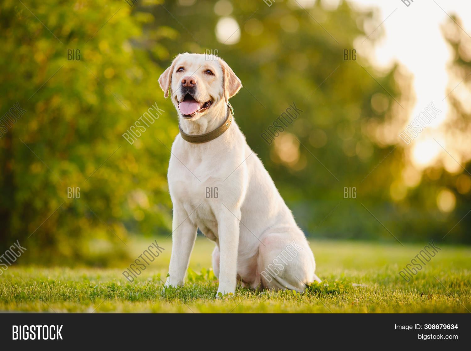 Happy Purebred Image & Photo (Free Trial) | Bigstock