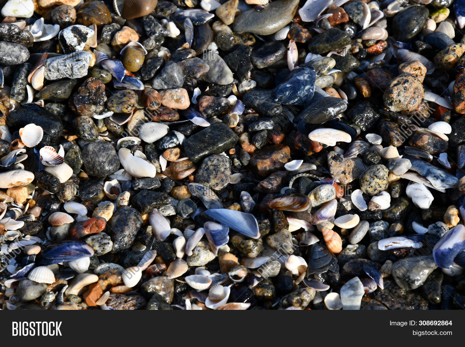 Different Seashells Image & Photo (Free Trial) | Bigstock