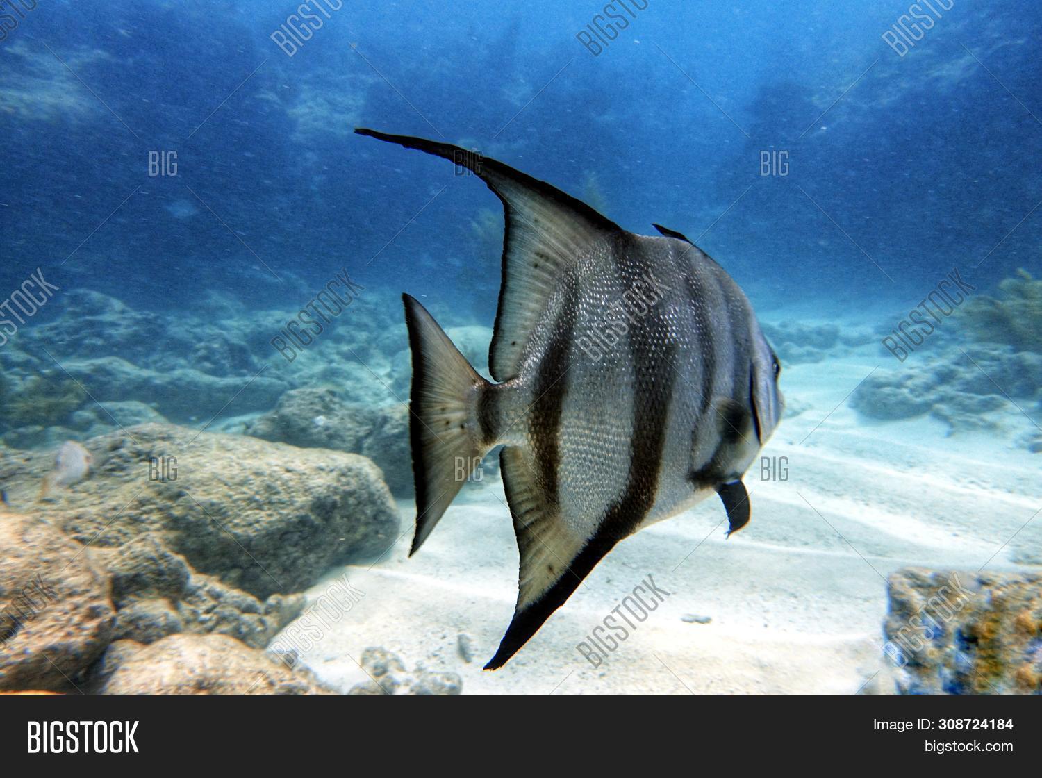 Spadefish Swimming Image & Photo (Free Trial) | Bigstock