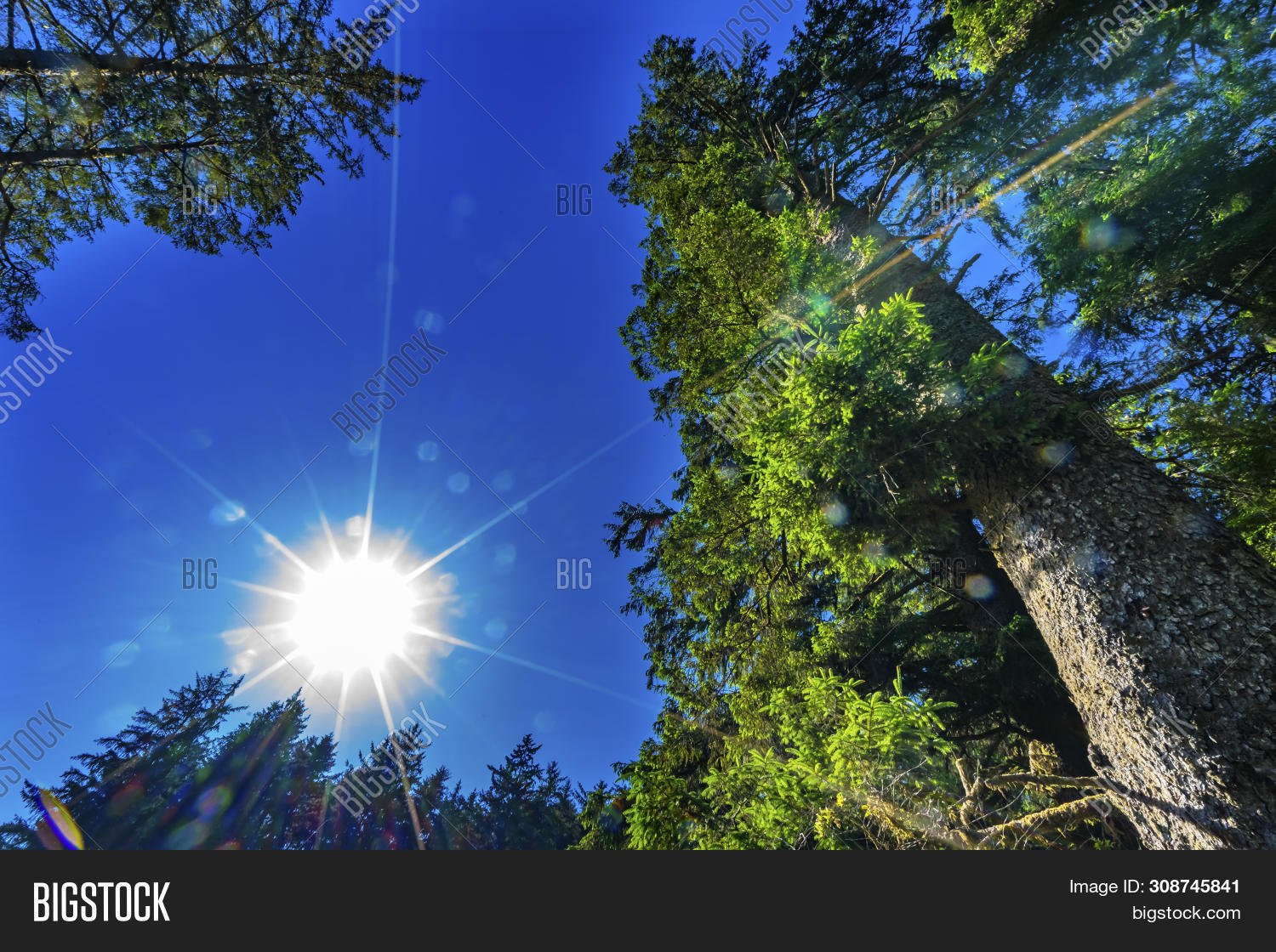 Sun Star Rays Green Image & Photo (Free Trial) | Bigstock