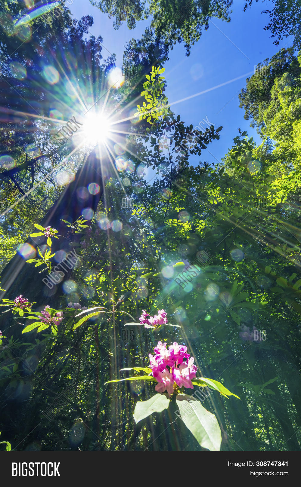 Sun Star Rays Green Image & Photo (Free Trial) | Bigstock