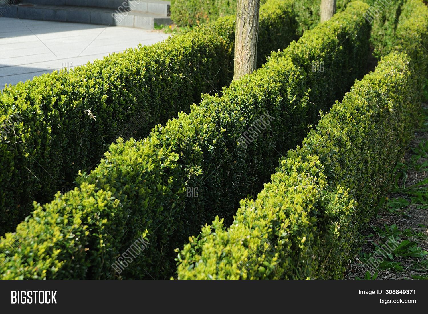 Cut Box Hedges Planted Image & Photo (Free Trial) | Bigstock