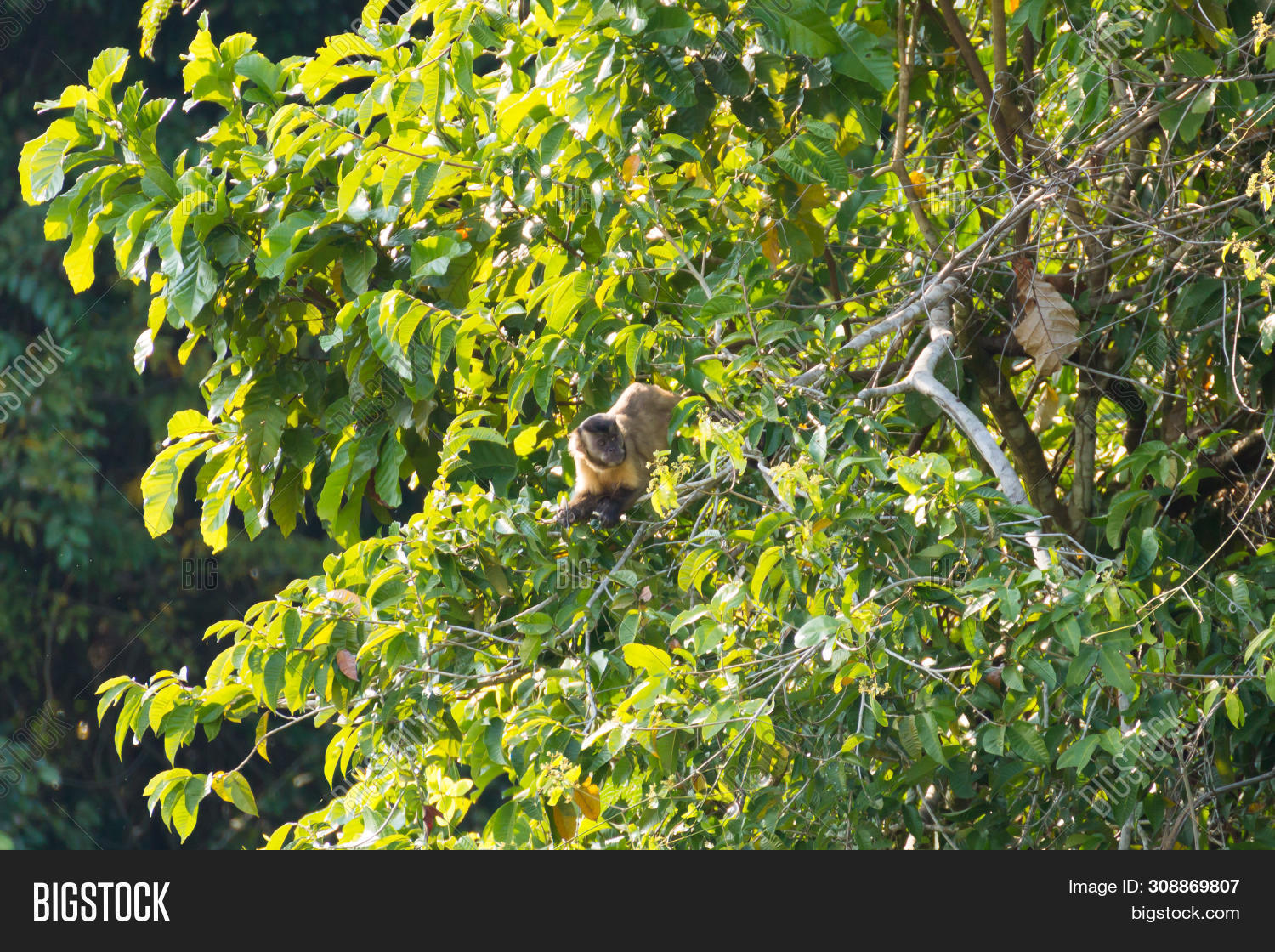 Tufted Capuchin Monkey Image & Photo (Free Trial) | Bigstock