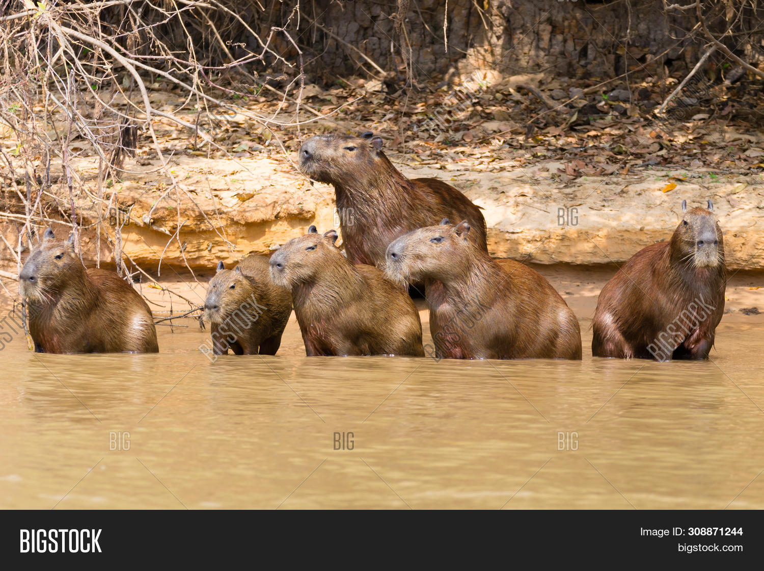 Herd Capybara On Image & Photo (Free Trial) | Bigstock