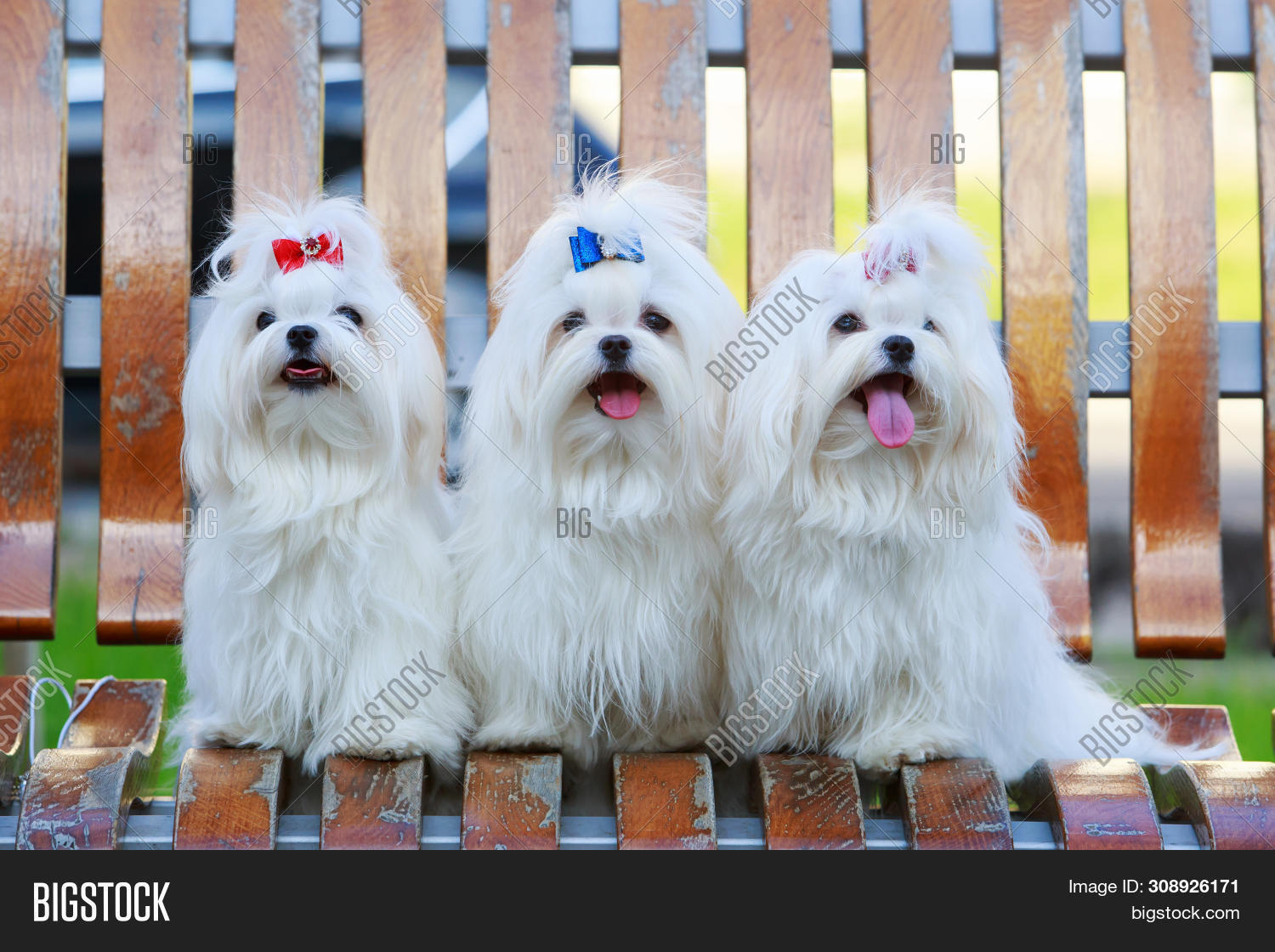 Three Dogs Breed Image & Photo (Free Trial) | Bigstock