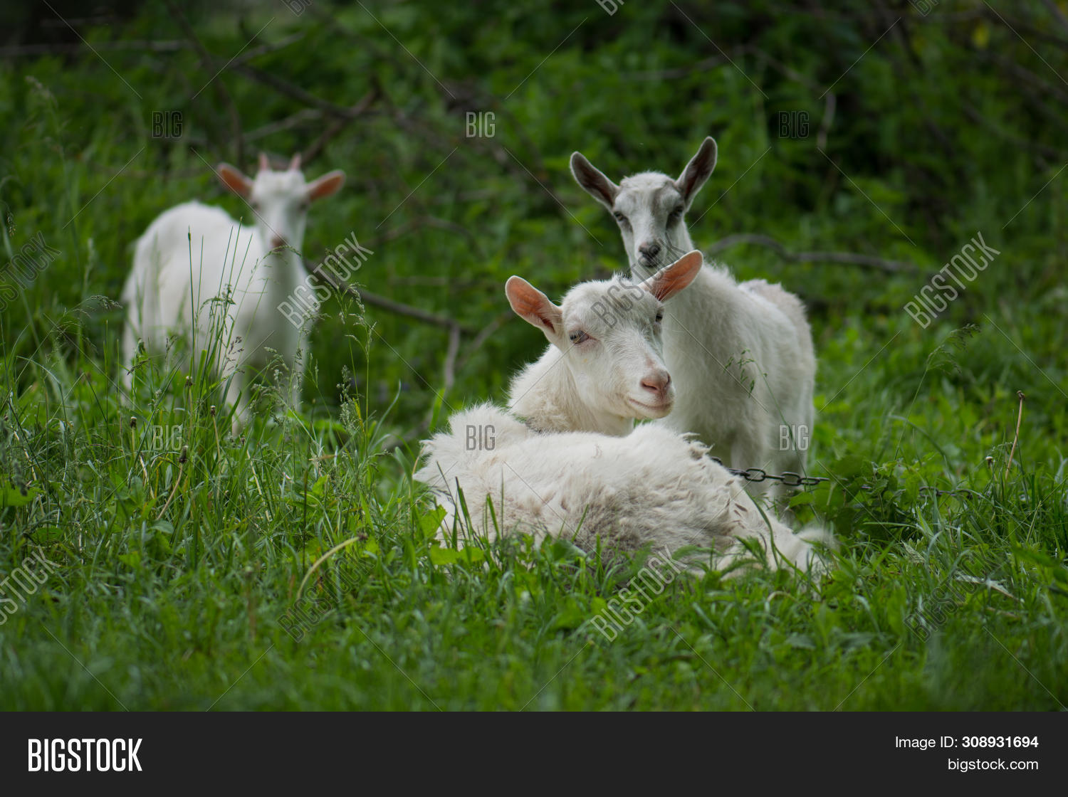 Goats On Family Farm. Image & Photo (Free Trial) | Bigstock