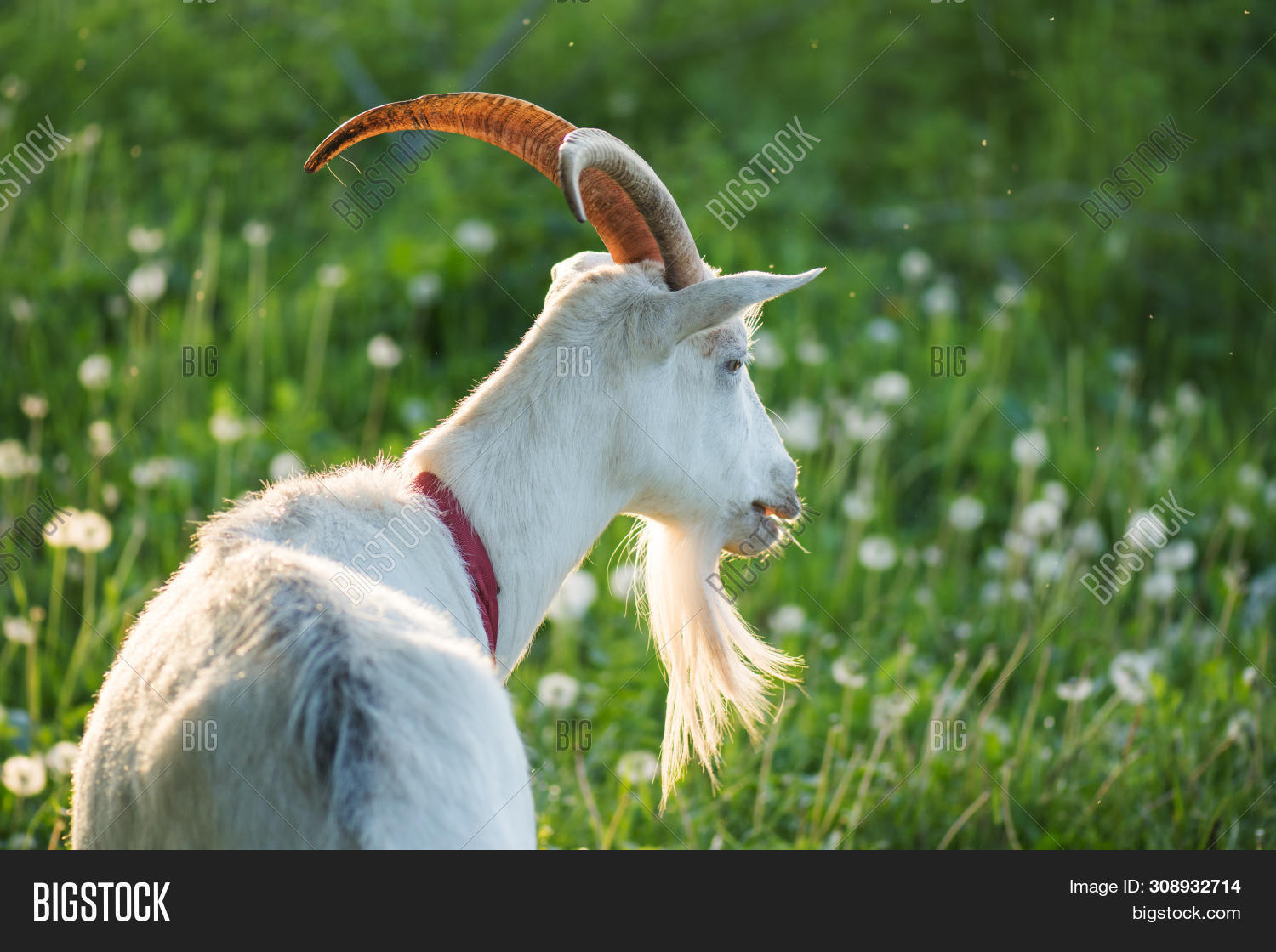 Close Inquisitive Goat Image & Photo (Free Trial) | Bigstock
