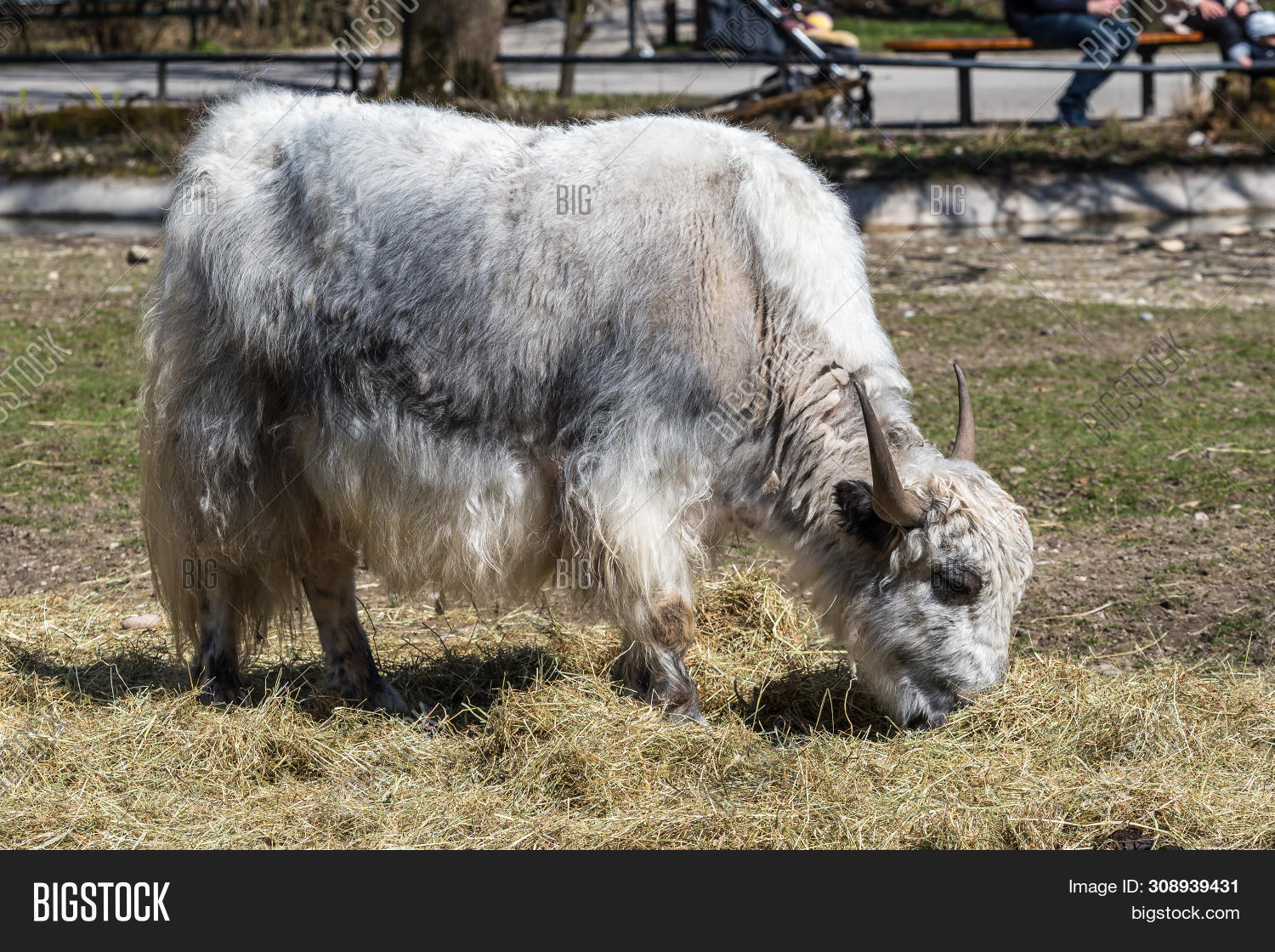 Domestic Yak, Bos Image & Photo (Free Trial) | Bigstock