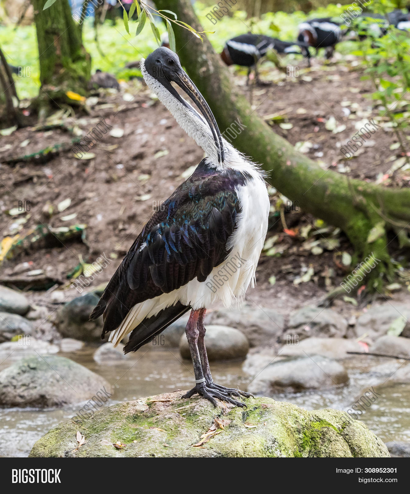 Straw-necked Ibis, Image & Photo (Free Trial) | Bigstock