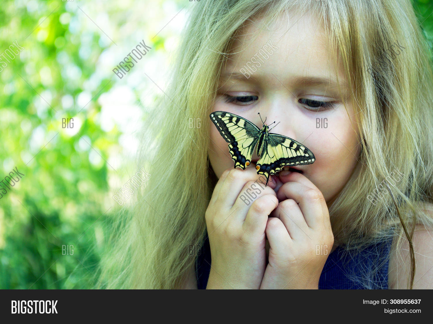 Butterfly Sitting On Image & Photo (Free Trial) | Bigstock