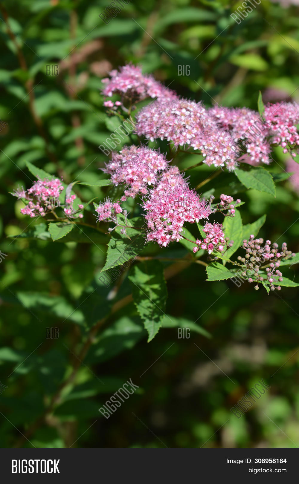Japanese Meadowsweet Image & Photo (Free Trial) | Bigstock