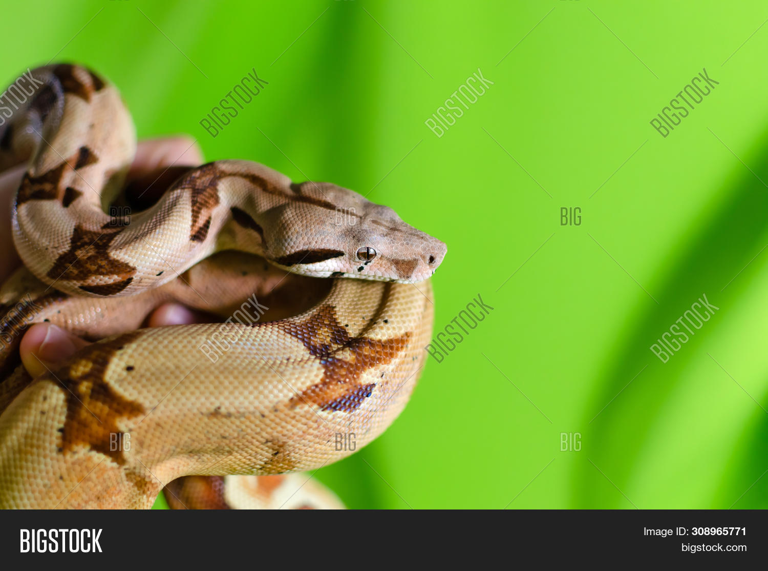 Boa Constrictor Image & Photo (Free Trial) | Bigstock