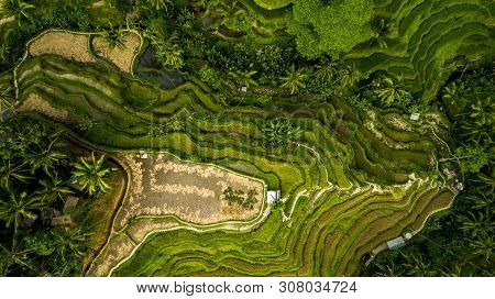 Beautifful Rice Fields Image & Photo (Free Trial) | Bigstock