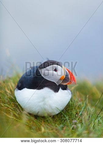 Cute Iconic Puffin Image & Photo (Free Trial) | Bigstock