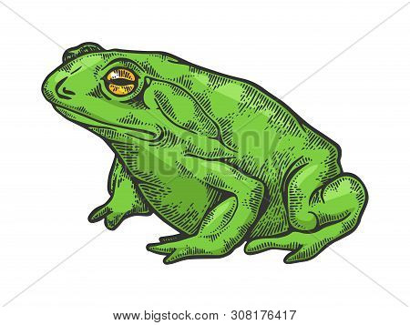 Hallucinogenic Frog Vector & Photo (Free Trial) | Bigstock