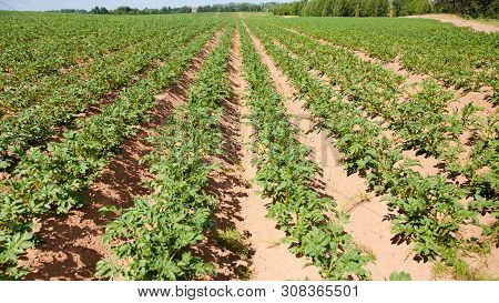 Rows Potatoes On Farm Image & Photo (Free Trial) | Bigstock