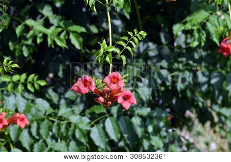 Campsis Tecoma Image & Photo (Free Trial) | Bigstock